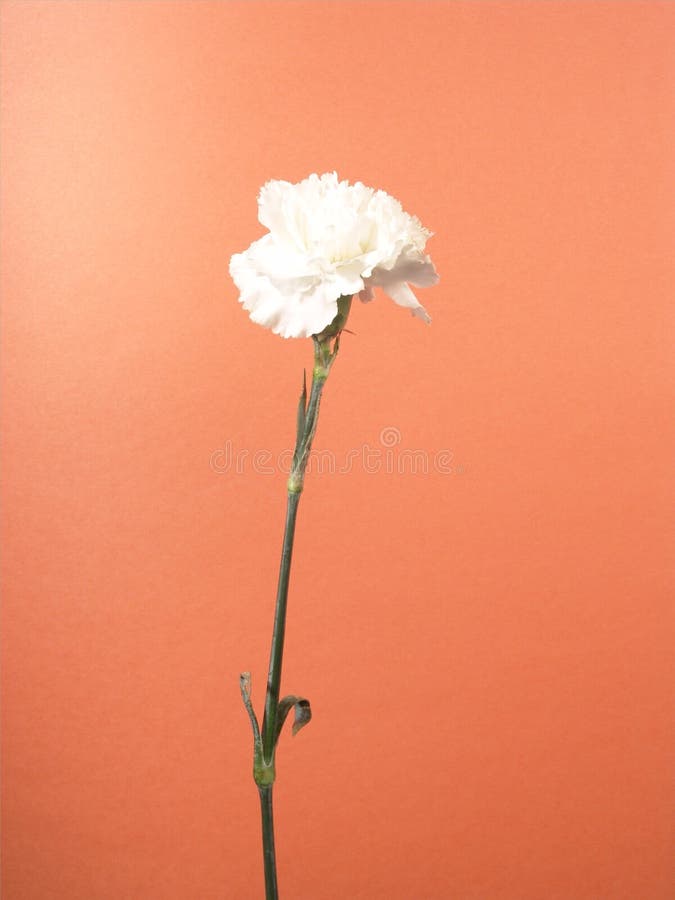 Witte Anjer stock foto. Image of rood, symbool, geliefd - 577126