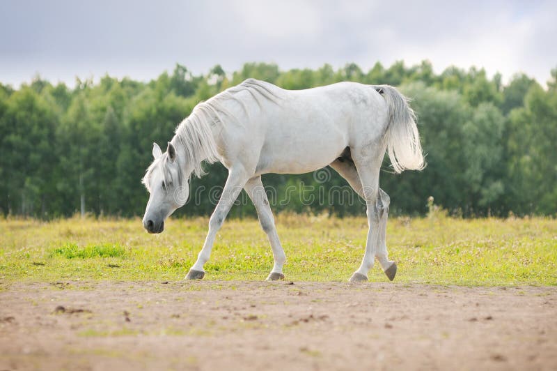 Witte Arabier in weiland stock foto. Afbeelding bestaande uit gebied ...