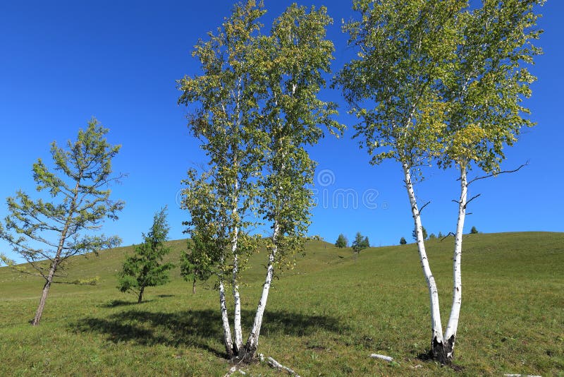 Amerikaanse Witte Berkbomen - Papyrifera Van De Witte Berk Stock Foto ...