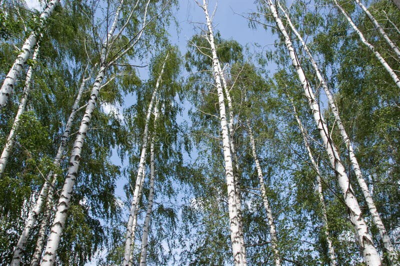 Witte berk stock afbeelding. Image of berk, zomer, hout - 14819989
