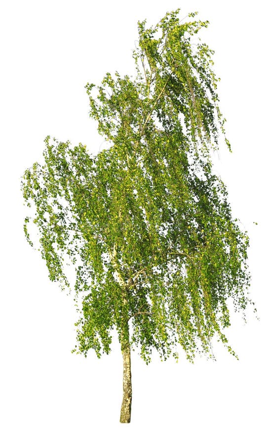 Witte berk stock foto. Image of niemand, beeld, buiten - 37107324