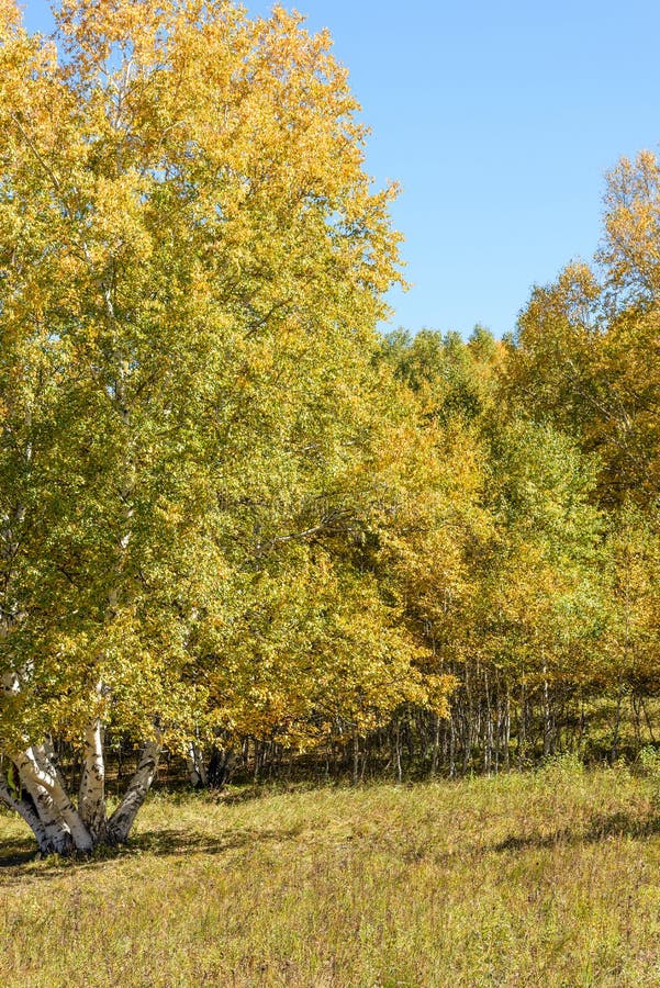Witte Berk in de herfst stock foto. Afbeelding bestaande uit berken ...