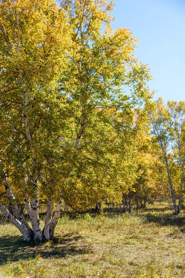 Witte Berk in de herfst stock foto. Afbeelding bestaande uit berken ...