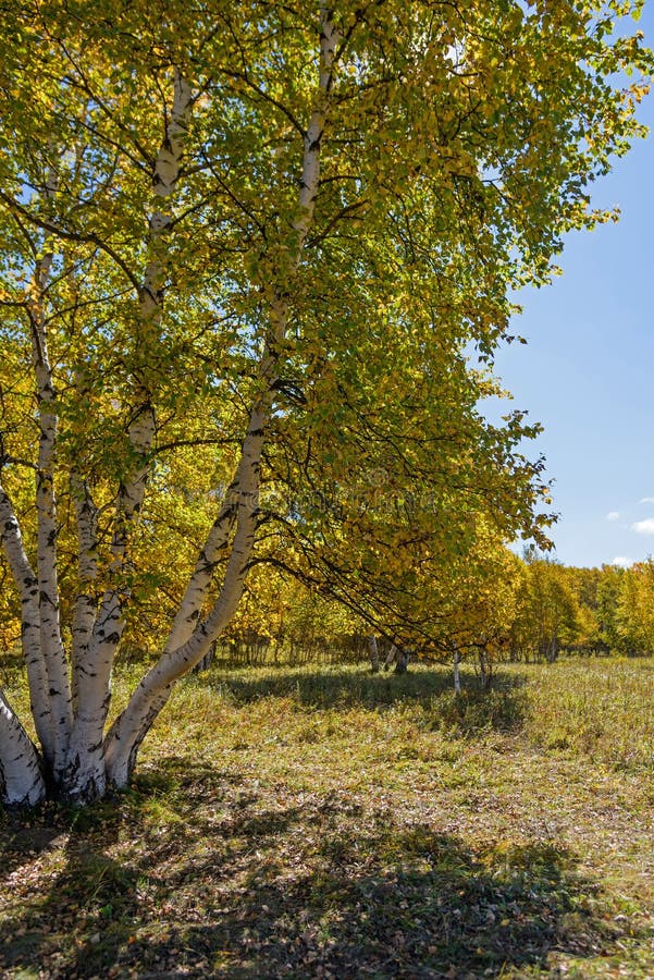 Witte Berk in de herfst stock foto. Afbeelding bestaande uit berken ...