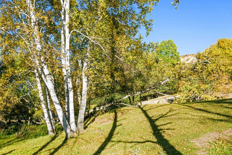 Witte Berk in de herfst stock foto. Image of aziatisch - 79986868
