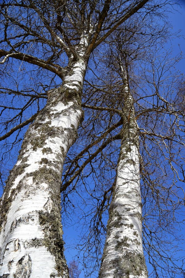 Van De De BerkWitte Berk Van Het Document De Achtergrond Van De ...