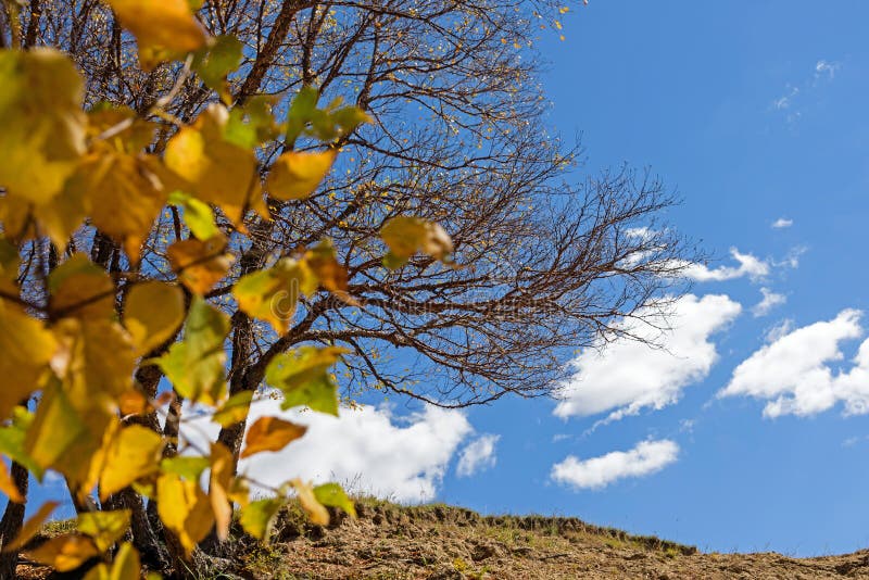 Witte Berk in de herfst stock afbeelding. Image of helder - 79981731