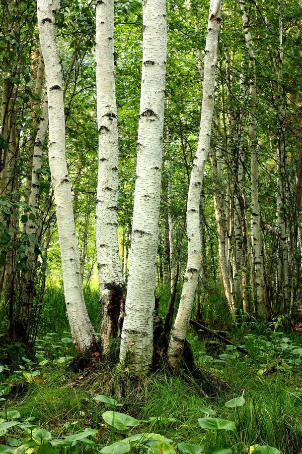Witte berken stock afbeelding. Image of tafereel, niet - 18082359