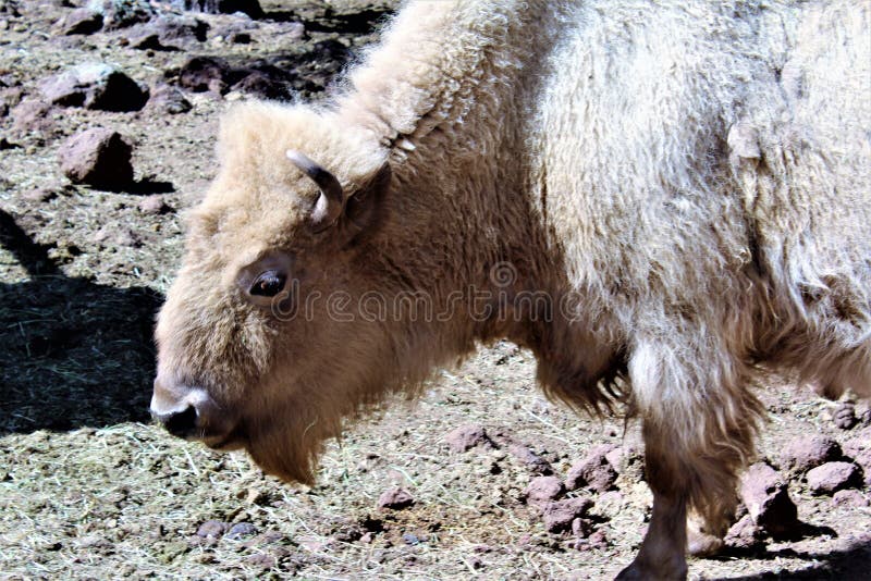 Witte bizon stock afbeelding. Image of symboliek, bomen - 90979693