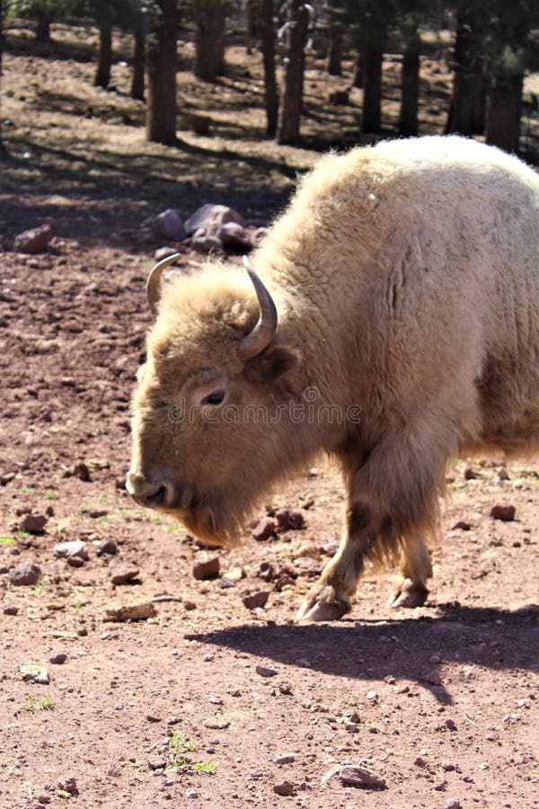 Witte bizon stock foto. Image of legende, overvloed, buffels - 90979816