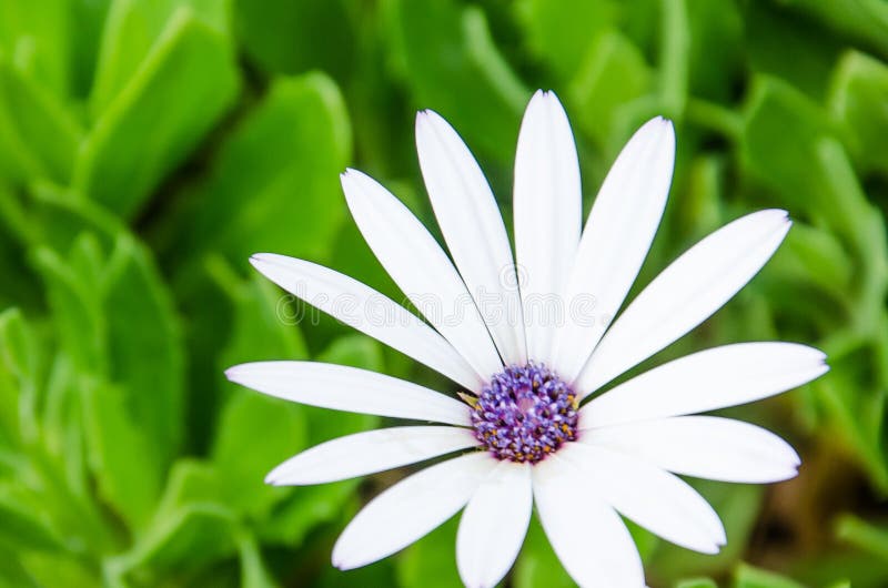 Witte bloem stock afbeelding. Image of groen, midden - 101579895