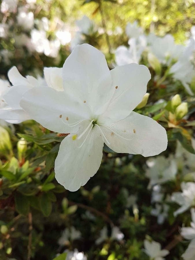 Witte bloem stock foto. Image of nave, tuin, bloem - 103098052