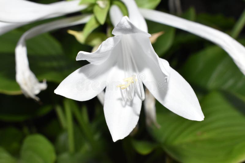 Witte bloem stock foto. Image of decoratief, leven, hart - 103272682