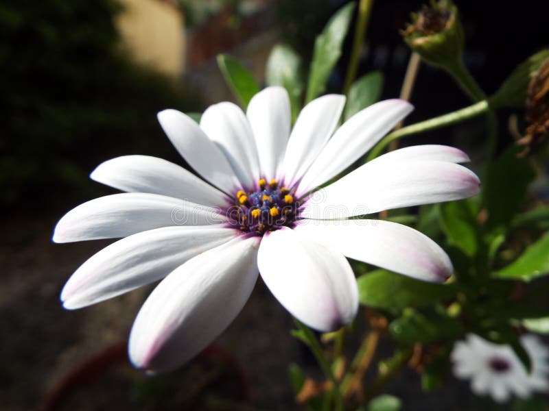 Witte bloem stock foto. Image of bloemblaadje, nave - 104292800