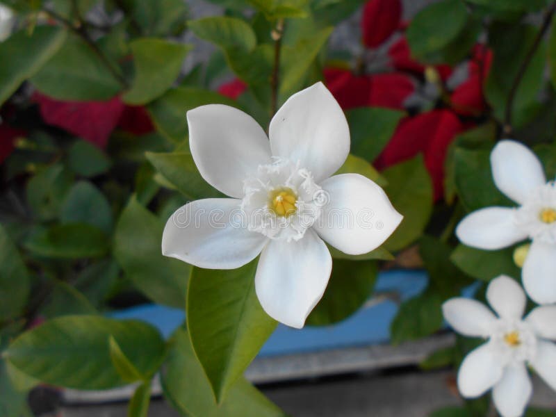 Witte bloem stock foto. Image of installatie, vorm, achtergrond - 107153026