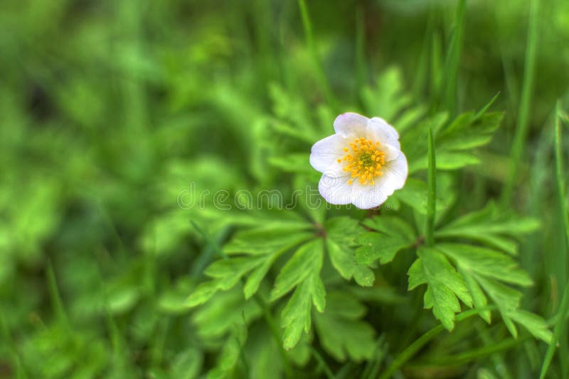 Witte bloem stock foto. Afbeelding bestaande uit bladeren - 110562008