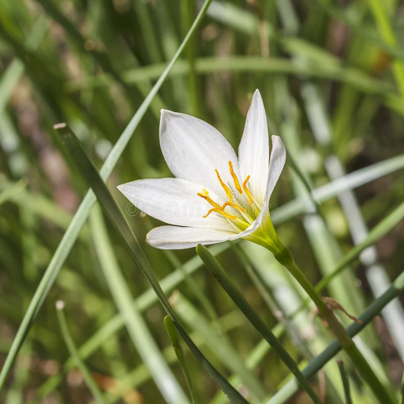 Paars En Witte Dietes Grandiflora Bloem Stock Afbeelding - Image of ...