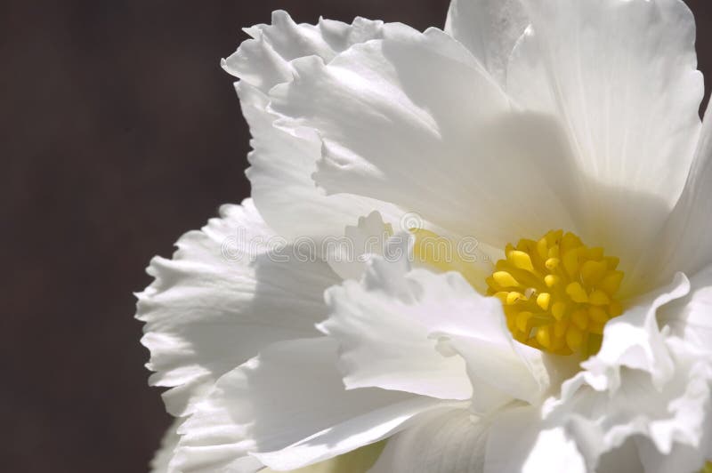 Witte bloem stock afbeelding. Image of zomer, kern, zwart - 3609029