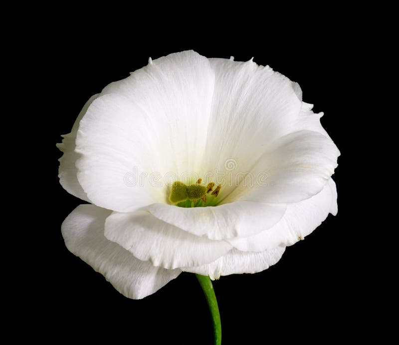 Witte bloem stock afbeelding. Image of plantkunde, bloeien - 43537999