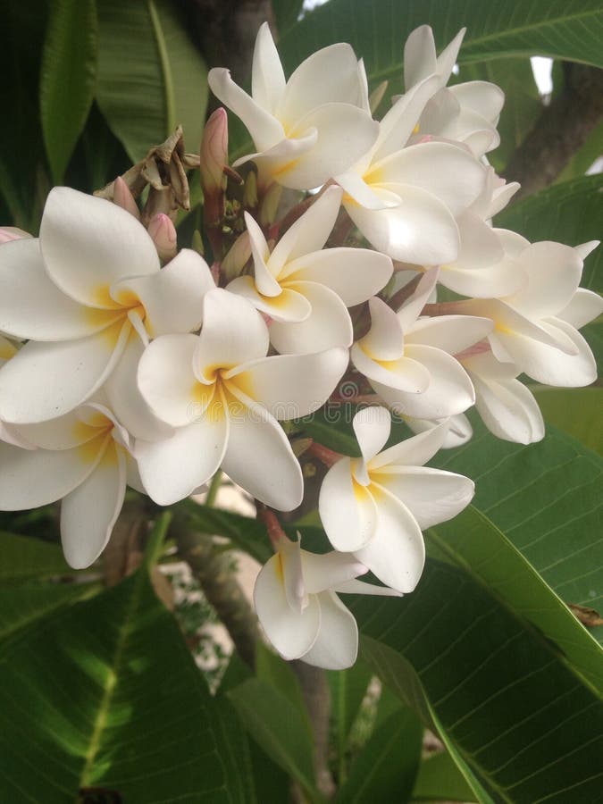 Witte bloem stock foto. Image of bloemblaadje, bloem - 57434884