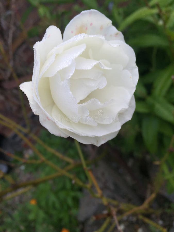 Witte bloem redactionele fotografie. Image of bloem, vervagen - 60824697