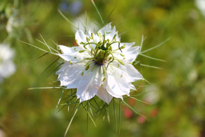 Witte bloem stock afbeelding. Image of bloem, iets, macro - 72360153