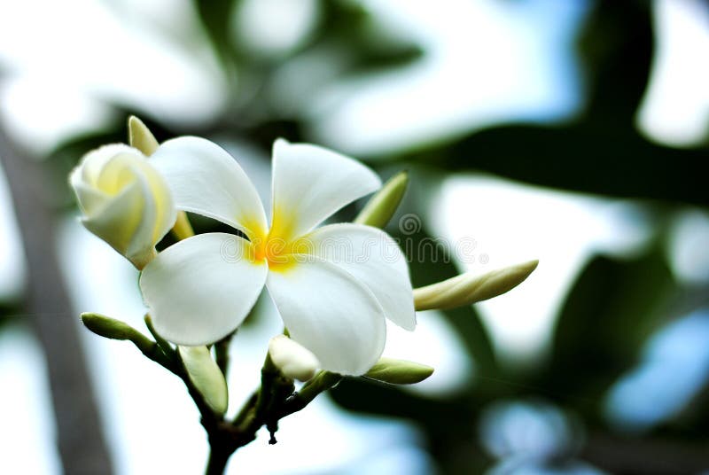 Witte bloem stock foto. Image of genaturaliseerd, plantkunde - 74728836