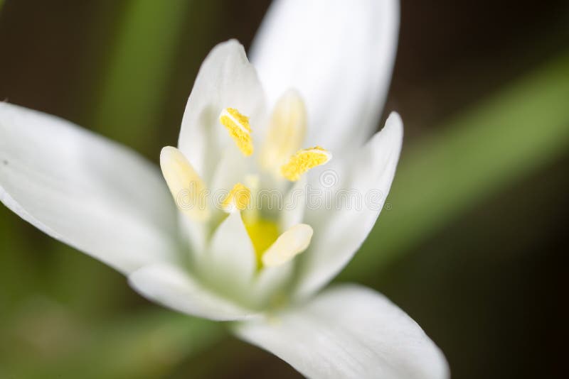 Witte Bloem Met Geel Stuifmeel Op Aard Stock Foto - Image of stuifmeel ...