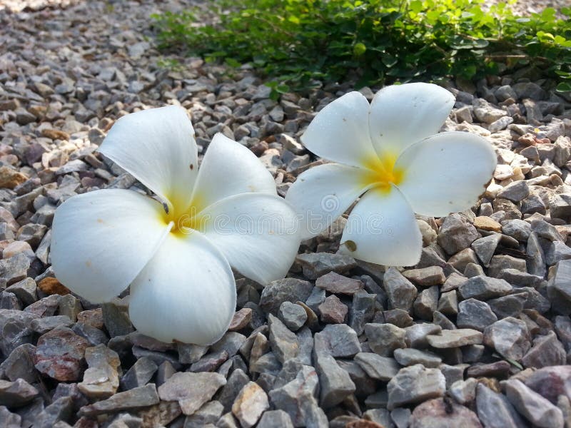 Witte bloem twee stock afbeelding. Image of twee, tweeling - 60917757