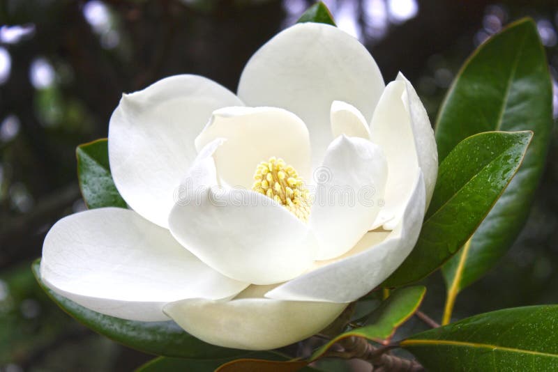 Witte Bloem Van Een Magnolia Stock Afbeelding - Image of nave, zuiver ...