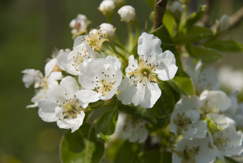 Witte Bloemen stock foto. Image of vrij, bloemblaadje - 4162136