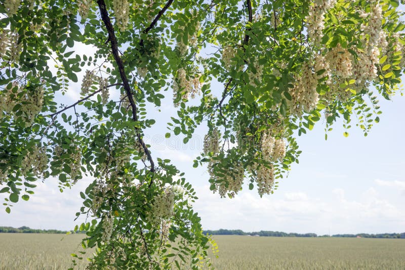 Witte Bloemen Van Acacia - Robinia-pseudoacacia Stock Foto - Image of ...