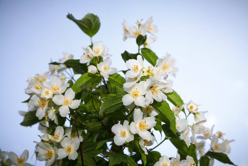 Witte Bloemen Van Jasmijn (Philadelphus) Stock Foto - Image of aroma ...