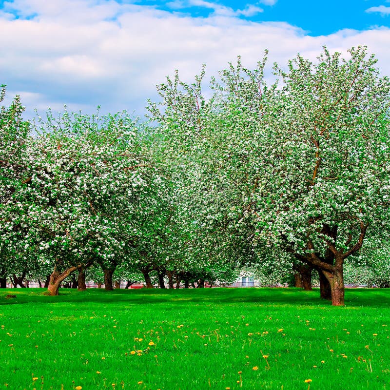 Witte Bloesem Van Appelbomen Stock Foto - Image of bloesem, landelijk ...