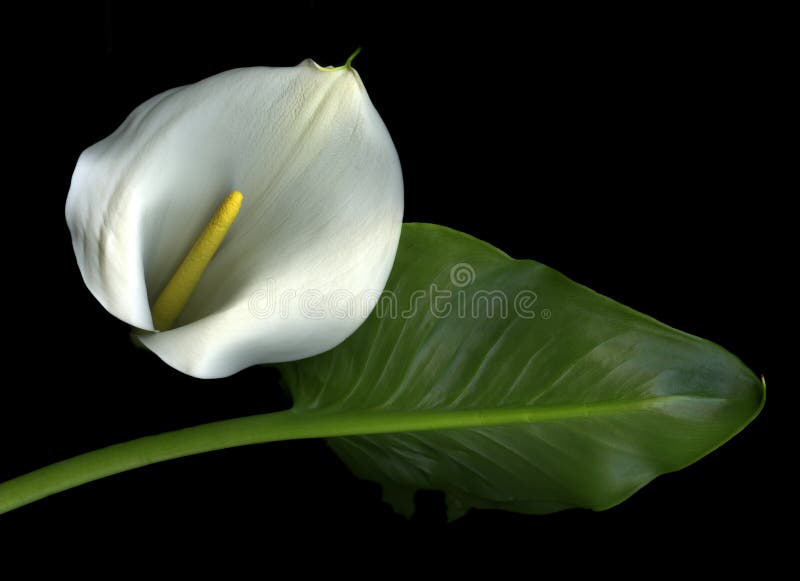 Witte Calla Lelie stock afbeelding. Image of bloeien - 10261723