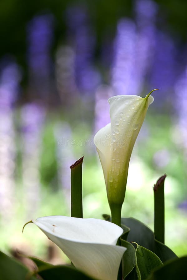 Witte calla lelie stock foto. Image of tuin, bloemen - 13626736
