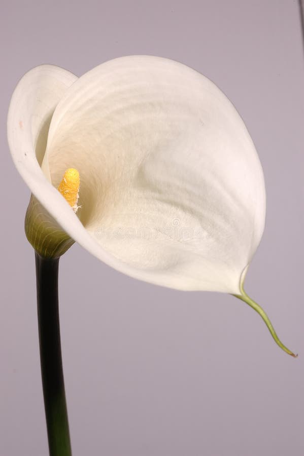 Witte calla lelie stock foto. Image of vorm, bloem, grijs - 2145218