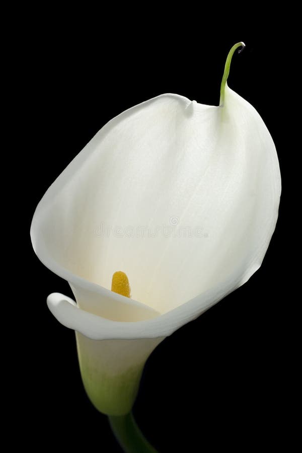 Calla lelie stock foto. Image of lelie, vers, tuin, bloei - 99051112