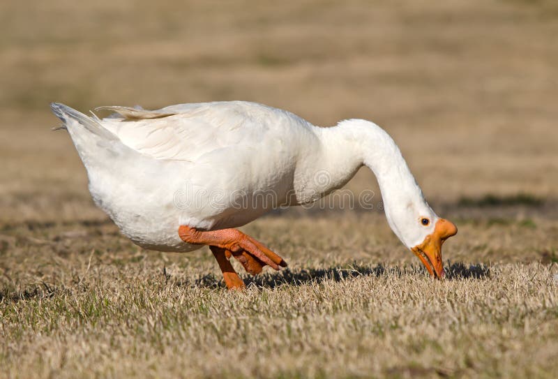 Witte Chinese Gans stock foto. Image of veren, zwaan - 29495236