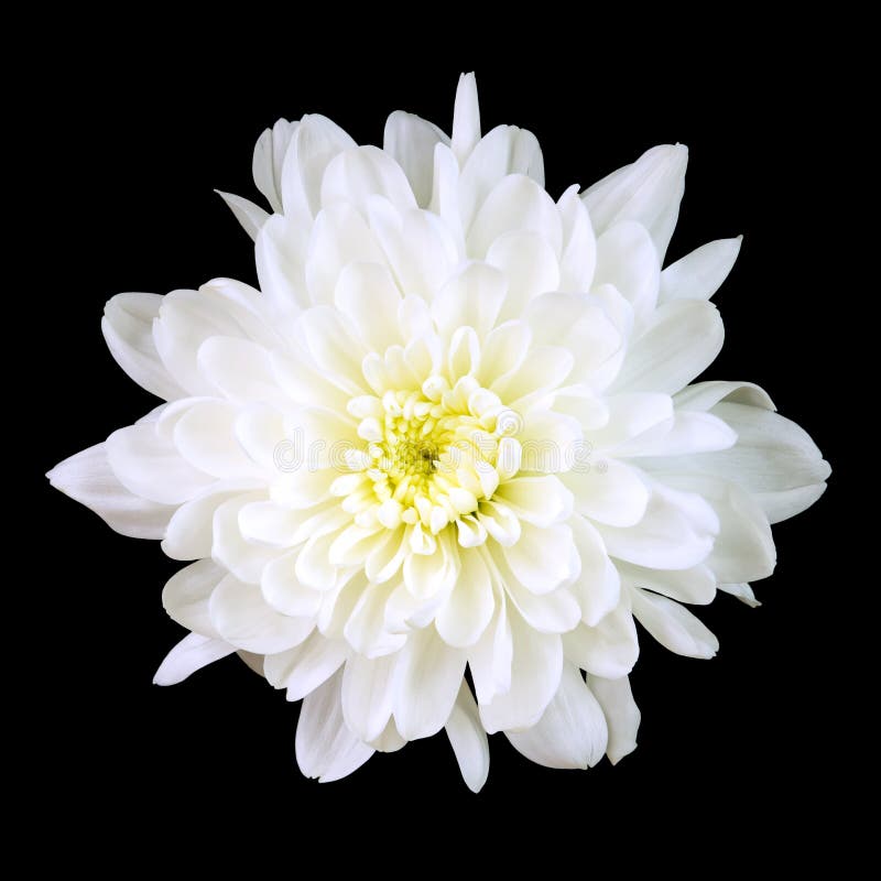 Witte chrysant stock afbeelding. Image of lush, helder - 3772667
