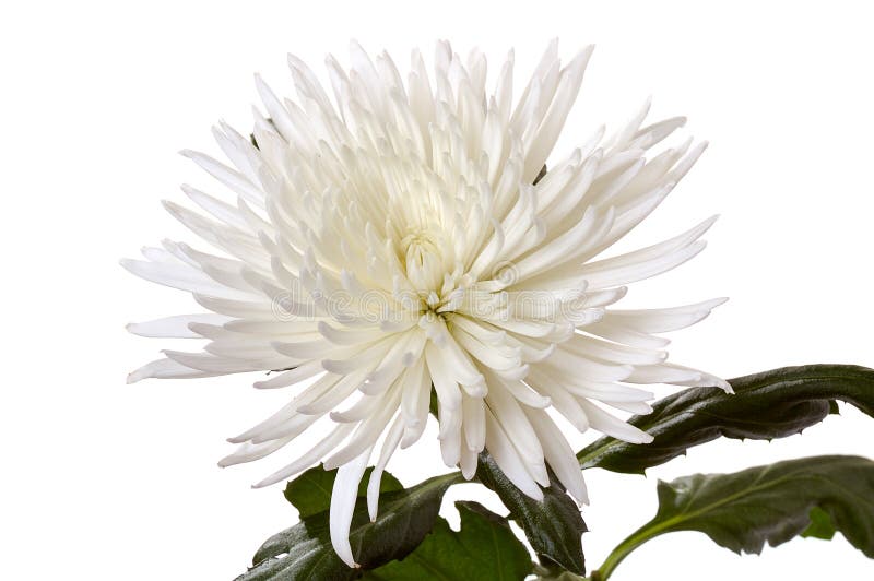 Witte chrysant stock afbeelding. Image of groen, patroon - 4570439