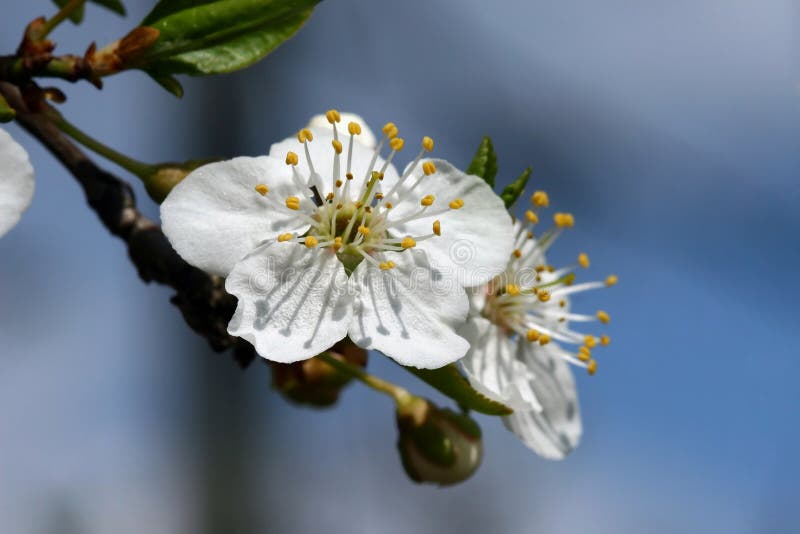 Witte de lentebloemen stock foto. Image of bloei, gebladerte - 7741340
