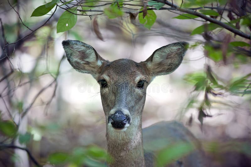 Witte staart herten stock foto. Image of herten, bomen - 28512568