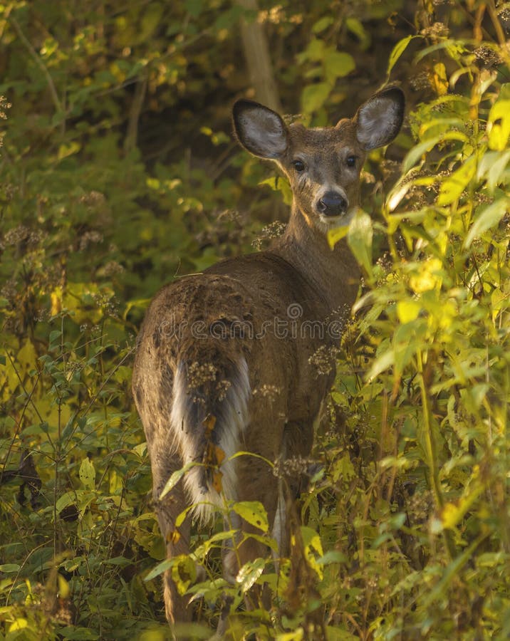 Witte De Steel Verwijderde Van Herten Stock Afbeelding - Image of ...