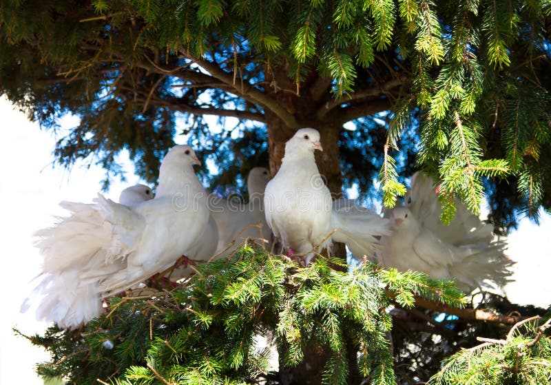 Witte Decoratieve Duiven Met Een Mooie Weelderige Staart Stock Foto ...