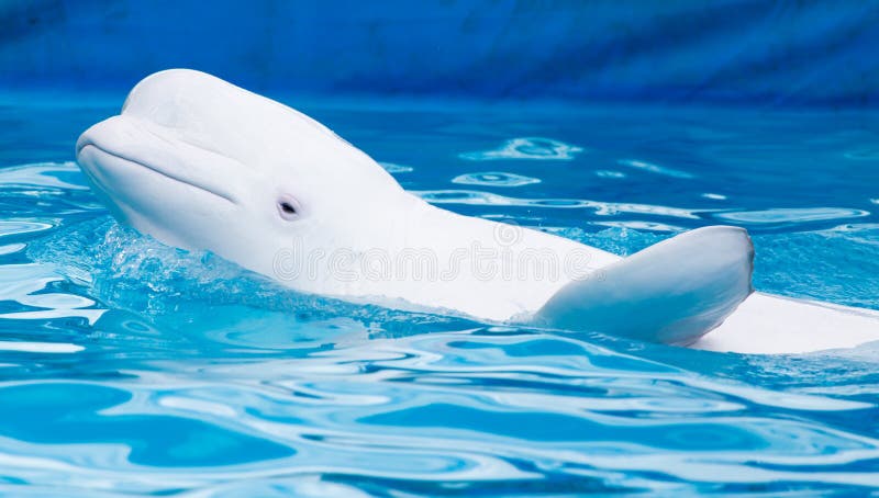Witte dolfijn in de pool stock afbeelding. Image of walvis - 111237183