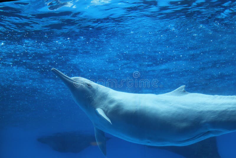 Mooie dolfijn in het water stock foto. Afbeelding bestaande uit dier ...
