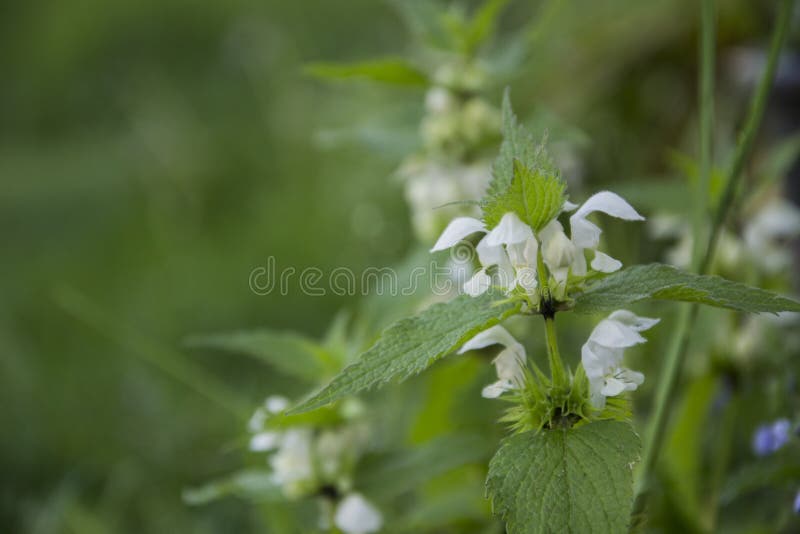 Witte Dovenetel in Aard Op Wit Stock Foto - Image of kleur, groen: 44178830