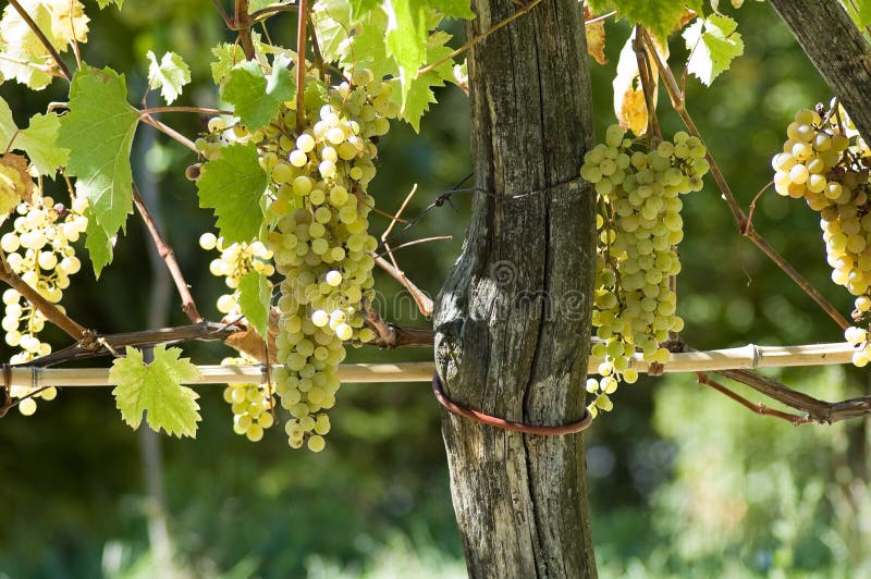 Witte druif stock foto. Image of druif, rijp, wijnstok - 16051478