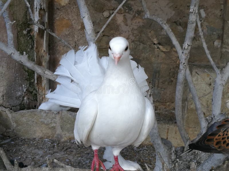 Witte duif stock foto. Image of vrede, mooi, luchtig - 105249742